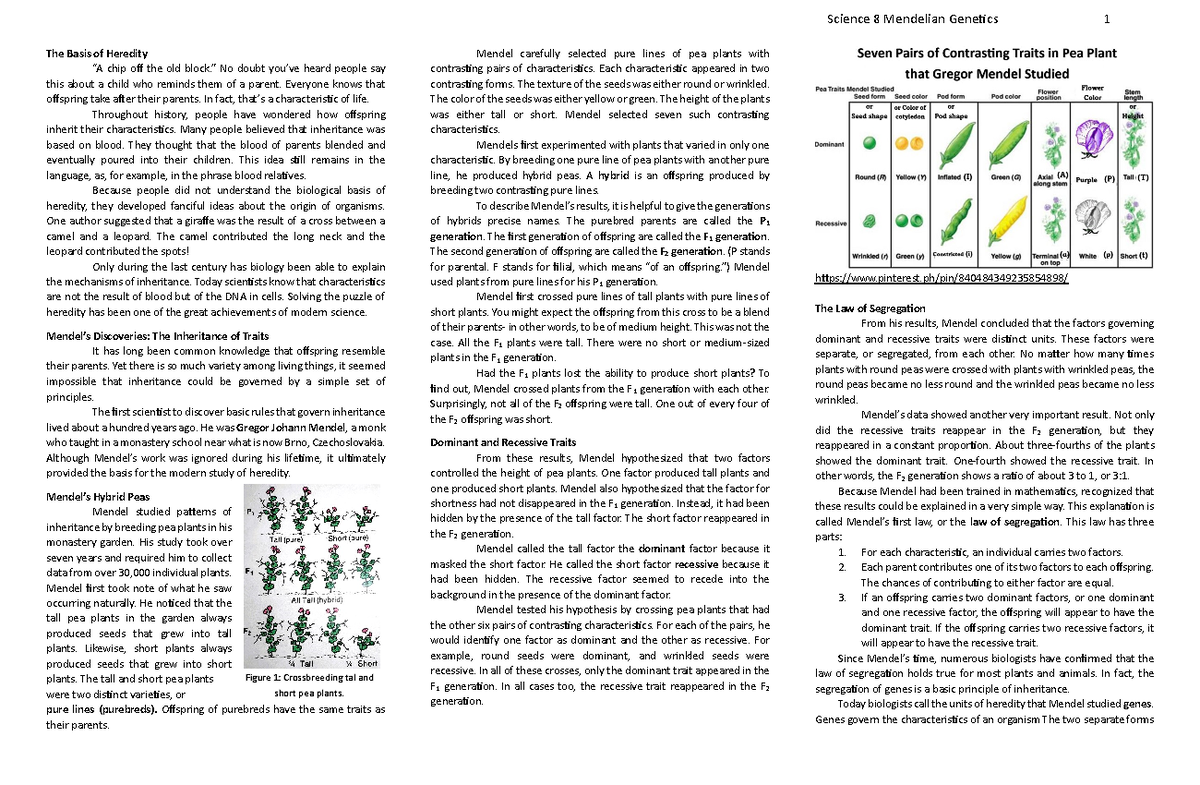 Mendelian Genetics Reading Material - Science 8 Mendelian Genetics 1 ...