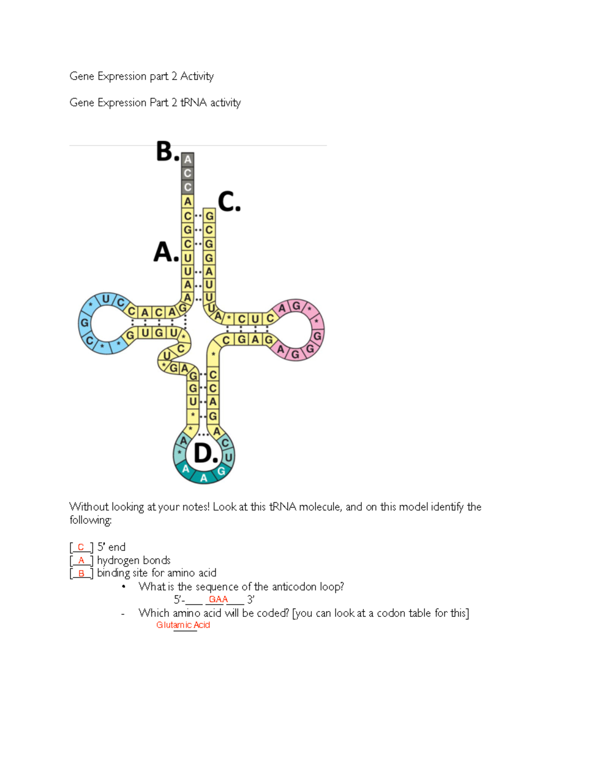 Gene Expression part 2 Activities - Gene Expression part 2 Activity ...