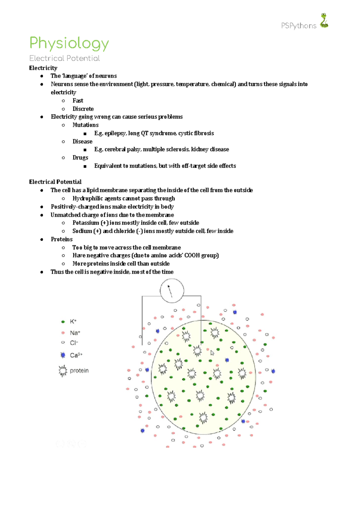 Physiology Notes - Physiology Electrical Potential Electricity The ...