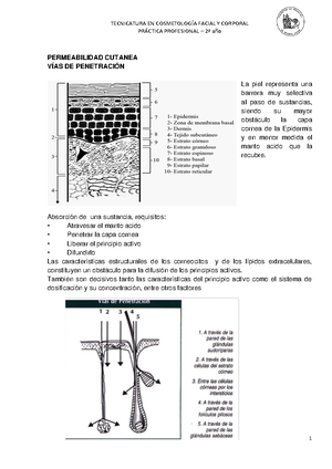 Envejecimiento- fotoenvejecimiento cutáneo - INVOLUCIÓN CUTANEA ...