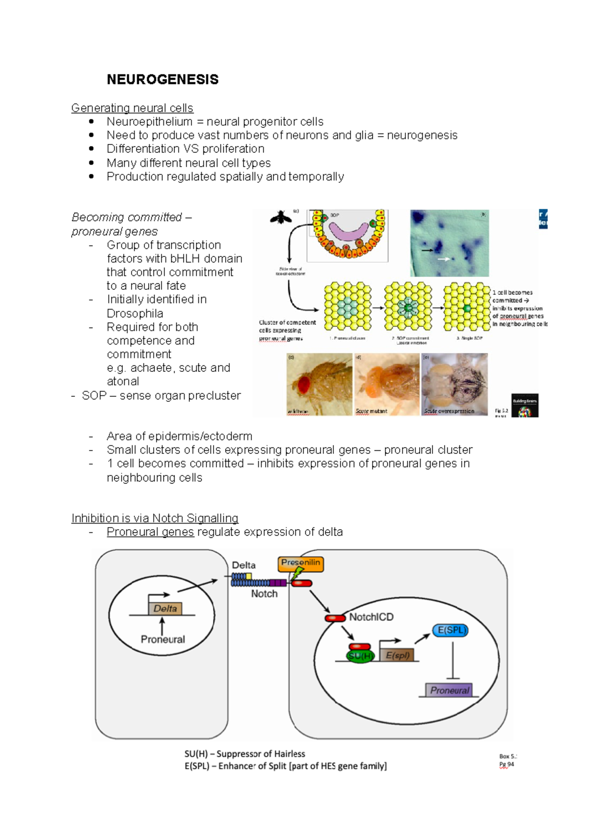 Neurogenesis lec 2 - NEUROGENESIS Generating neural cells ...