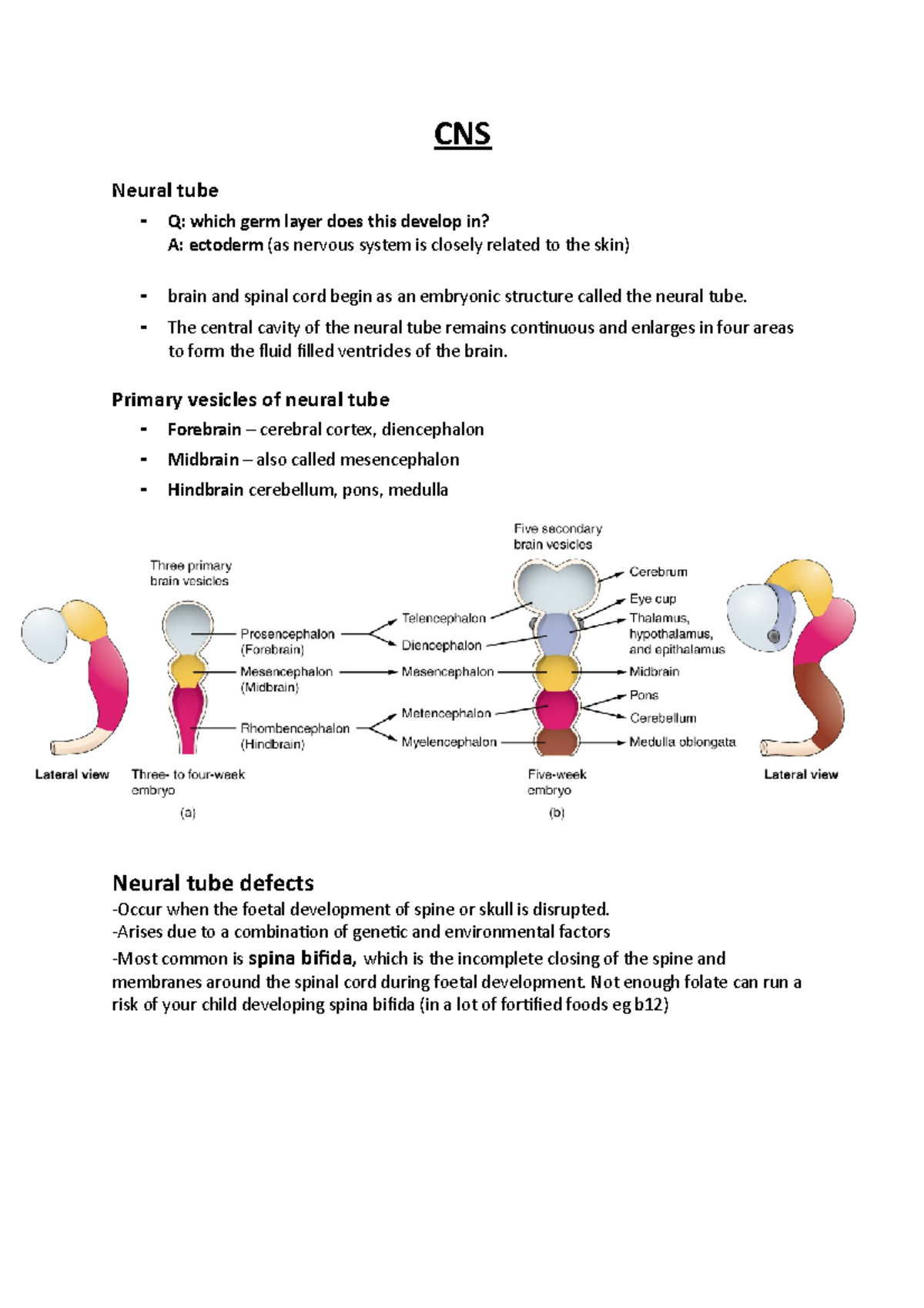 CNS - Central Nervous System notes - CNS Neural tube - Q: which germ ...