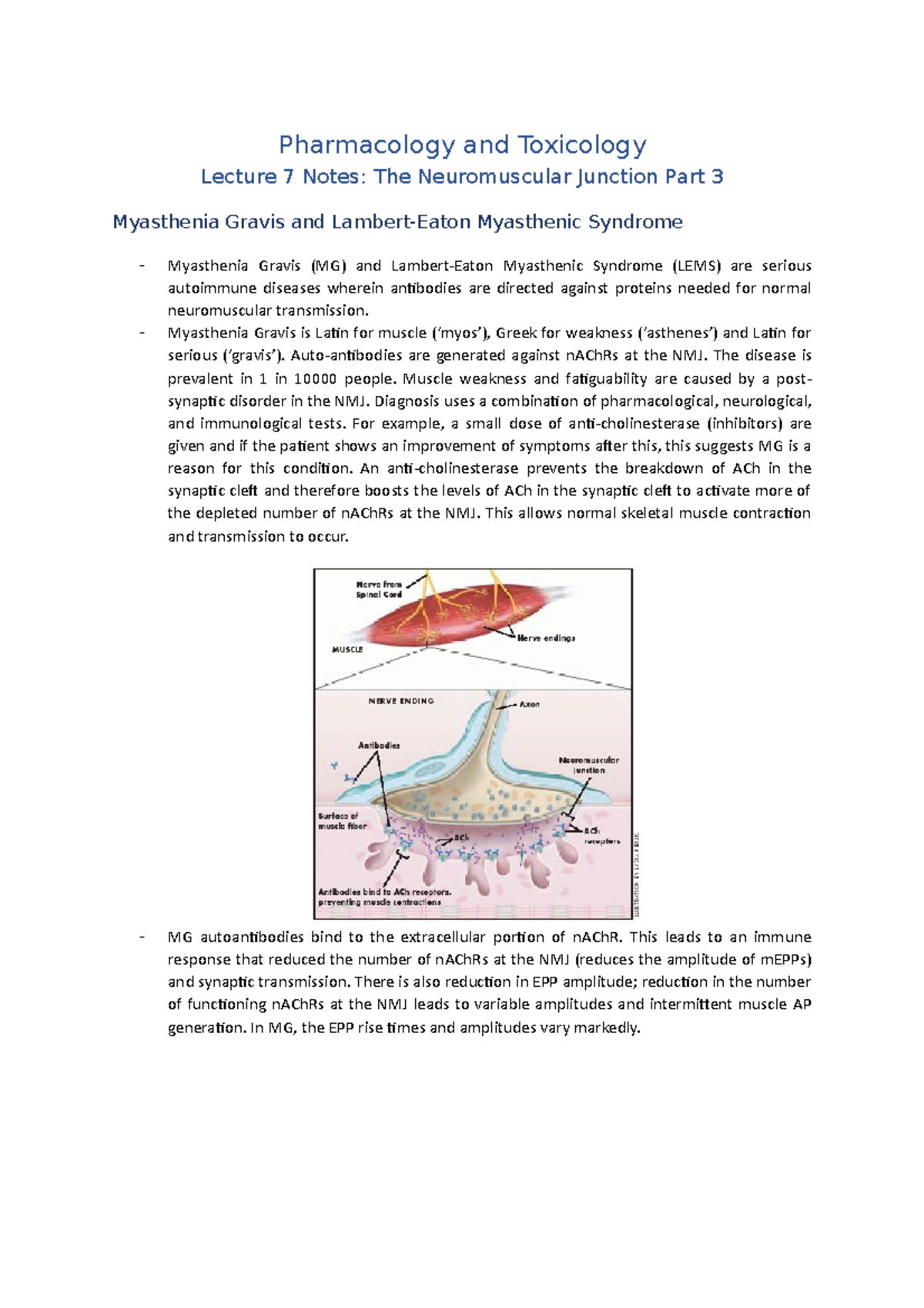 Lecture 7 Notes (The Neuromuscular Junction Part 3) - Pharmacology and ...