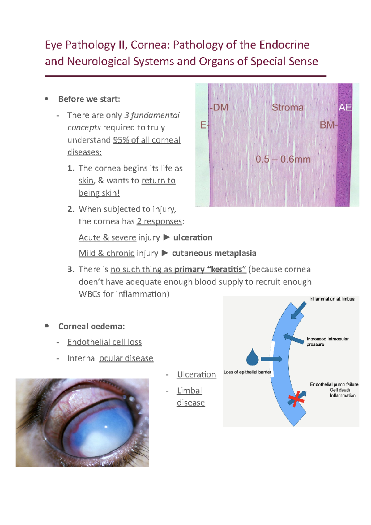 Eye Pathology II cornea Pensoss - Eye Pathology II, Cornea: Pathology ...