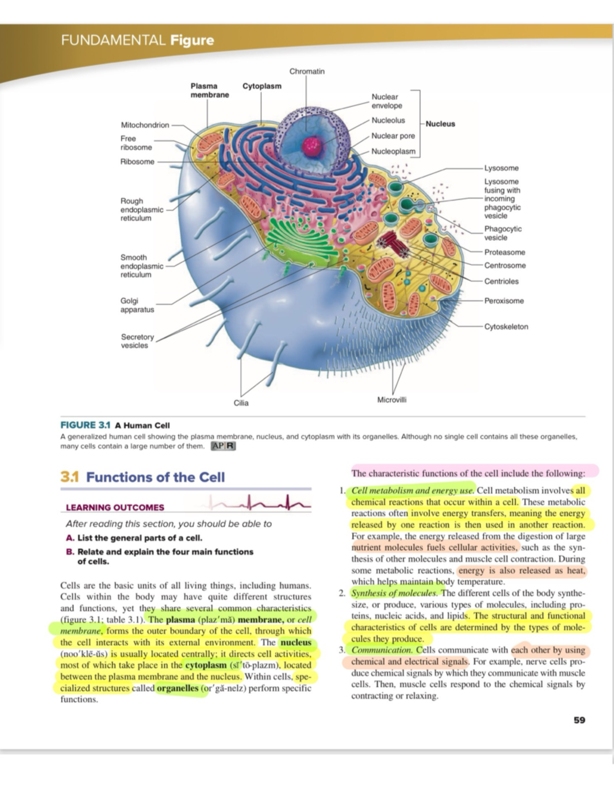 Cell Bio Book Chapter - Cell Biology book - FUNDAMENTAL Figure ...