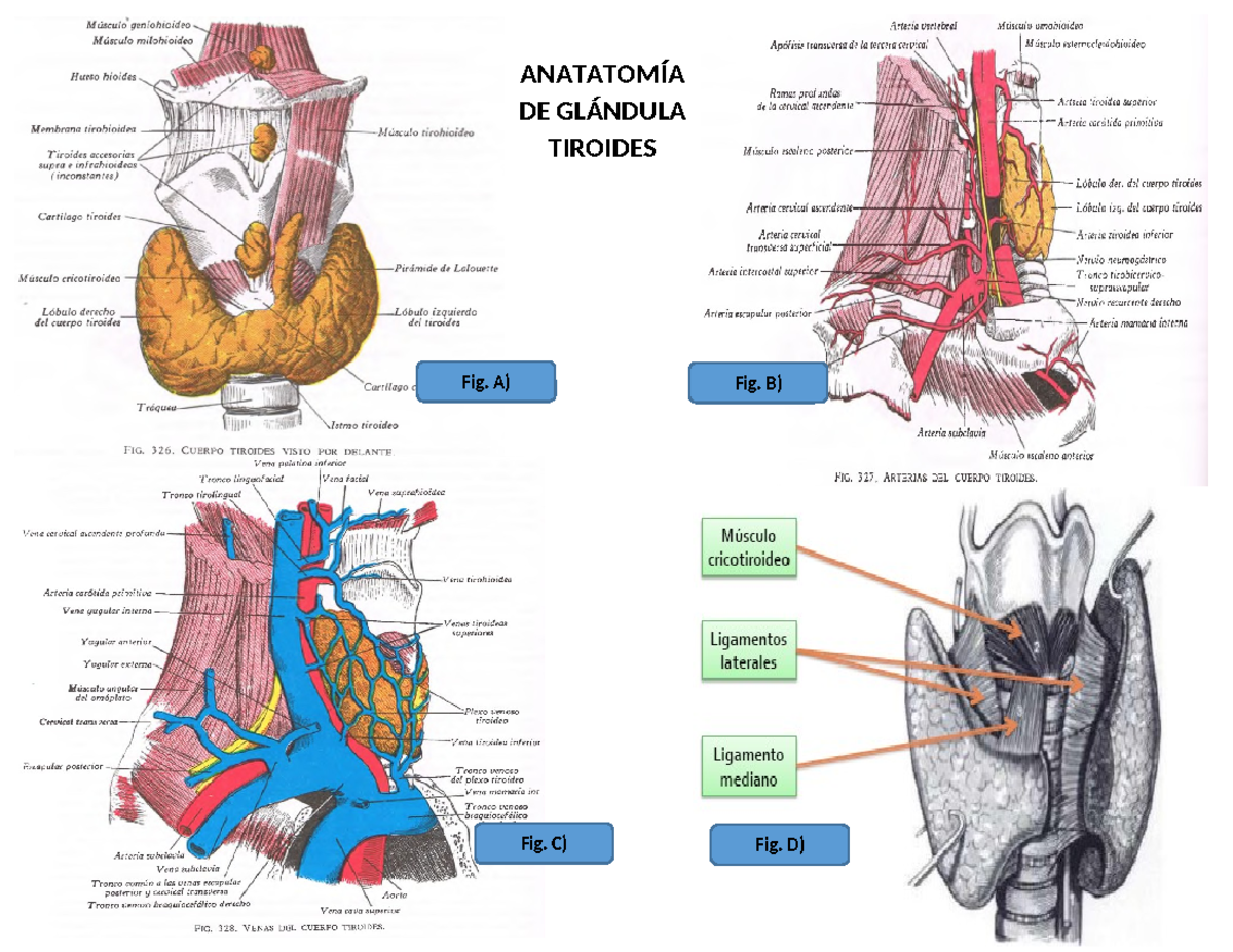 AnatatomíA DE GLÁ Ndula Tiroides - ANATATOMÍA DE GLÁNDULA TIROIDES Fig. A) Fig. B) Fig. C) Fig ...
