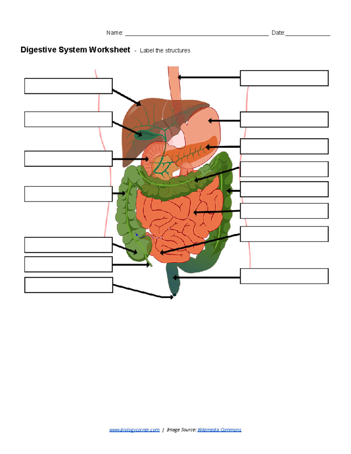 Digestive-system-label - Name ...