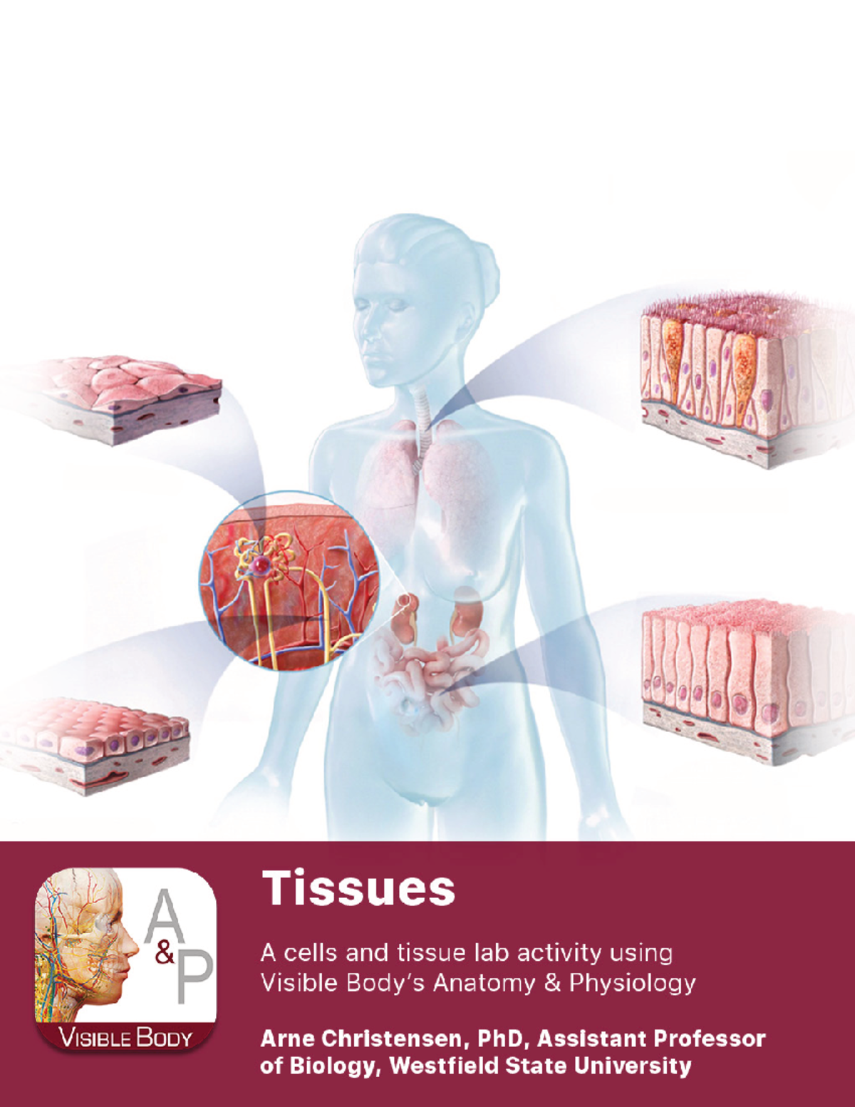 A P Tissues (mz) - lab of tissue of Anatomy and physiology 1 this lab ...