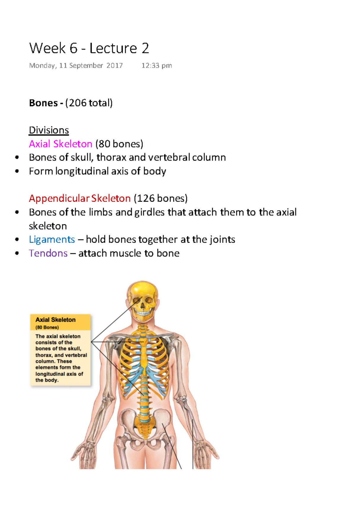 Week 6 - Lecture 2 - Week 6 - Lecture 2 Monday, 11 September 2017 12:33 pm Bones - (206 total ...