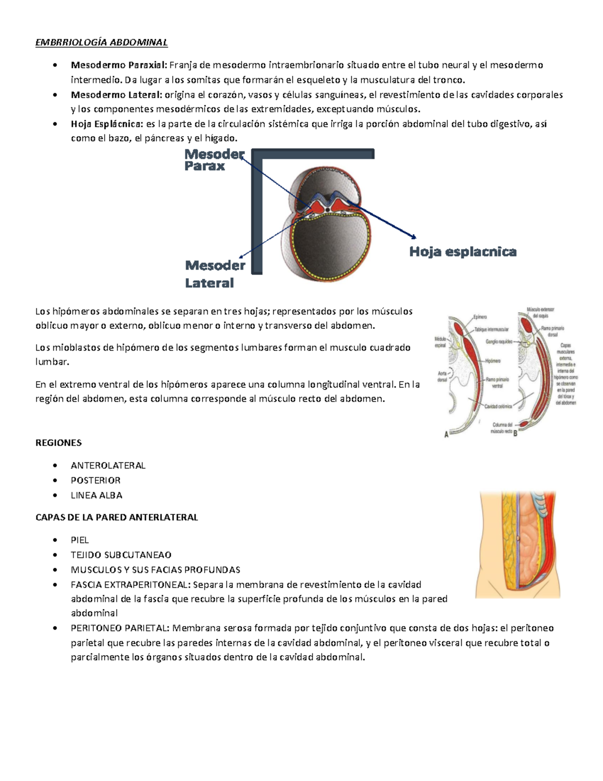 Embrriología Abdominal - EMBRRIOLOGÍA ABDOMINAL Mesodermo Paraxial ...
