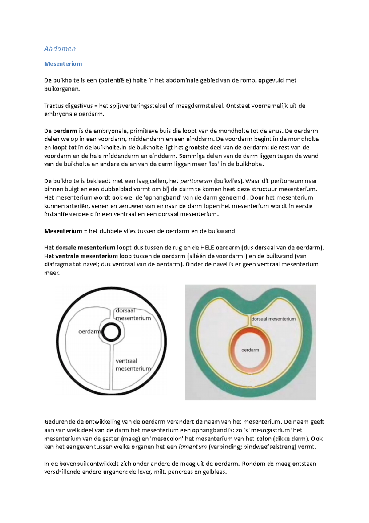 Elearning abdomen - Abdomen Mesenterium De buikholte is een (potentiële ...