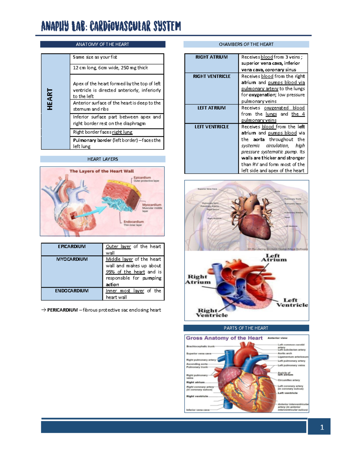 Anaphy-LAB- Cardio - Reviewer - : 1 ANATOMY OF THE HEART HEART Same ...