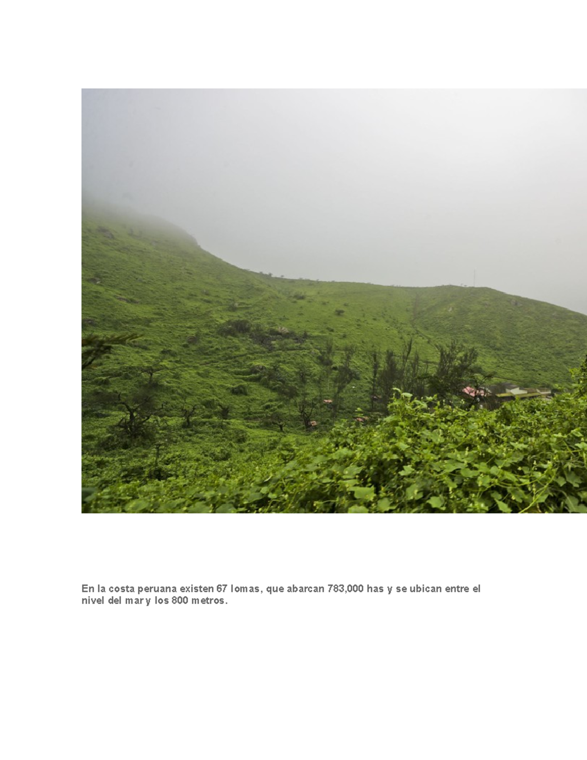 Documento (4) (1) - Ecosistema - Lomas costeras, sus características e ...