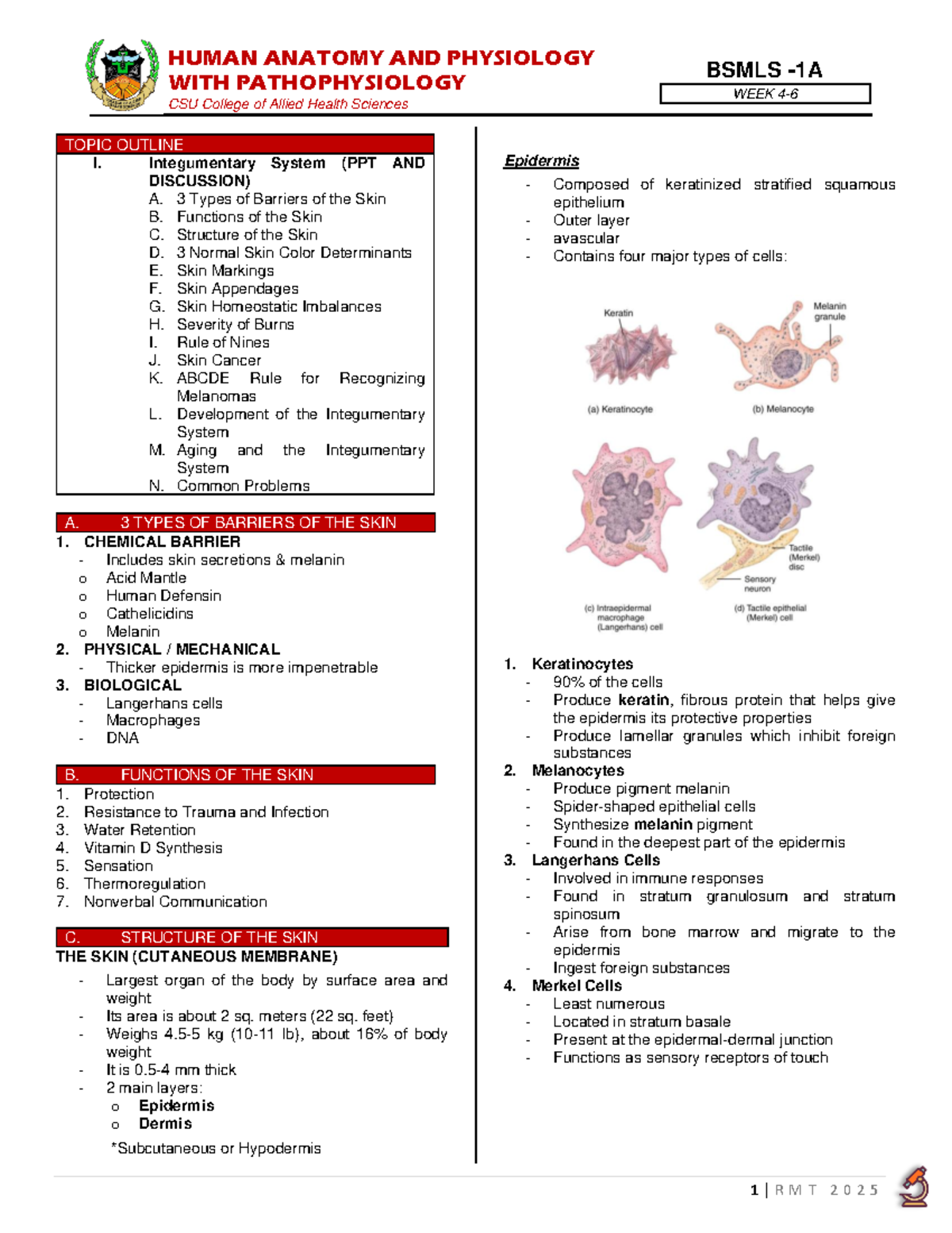 The Integumentary System - Human Anatomy and Physiology with Pathophysio - WITH PATHOPHYSIOLOGY ...