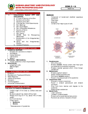 Tissue Reviewer - TISSUE INTRODUCTION Cells are organized in layers or ...