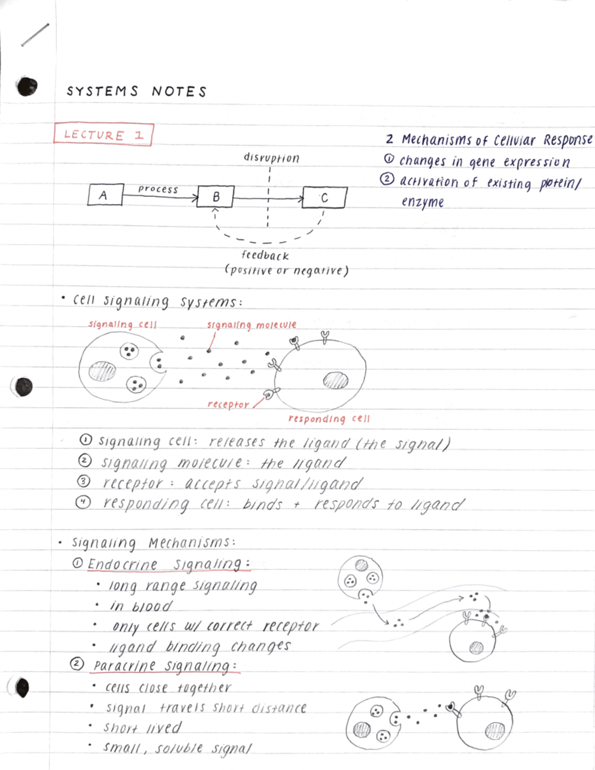 Biology II Lecture Notes (for Systems Quiz) - BIOS 10172 - Studocu