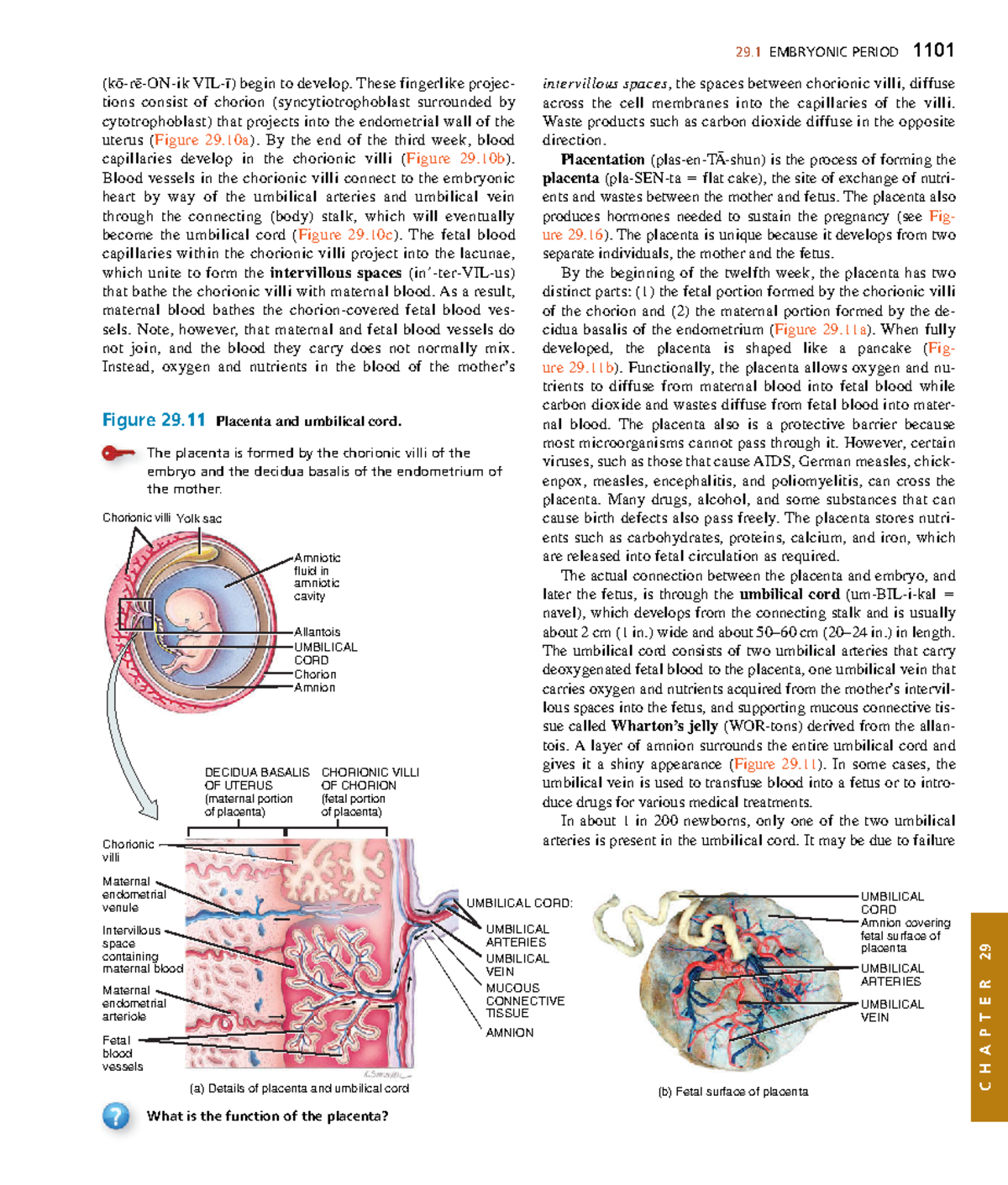 Anatomy-physiology-284 - 29 EMBRYONIC PERIOD 1101 C H A P T E R 29 ...