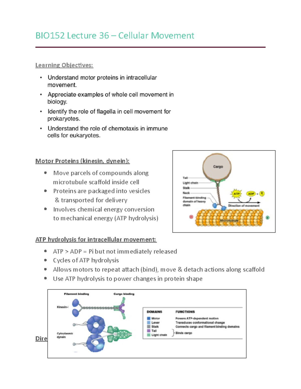 BIO152 Lecture 36 Cellular Movement Learning Objectives - Studocu