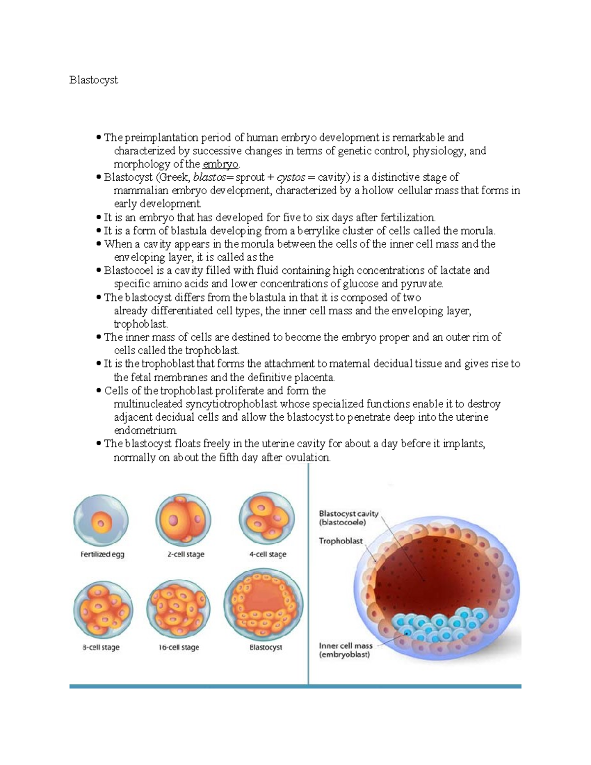 Blastocyst - notes - Blastocyst The preimplantation period of human ...