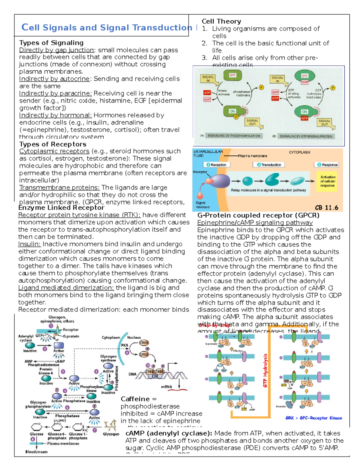 Cell Signals and Signal Transduction I - Indirectly by autocrine ...