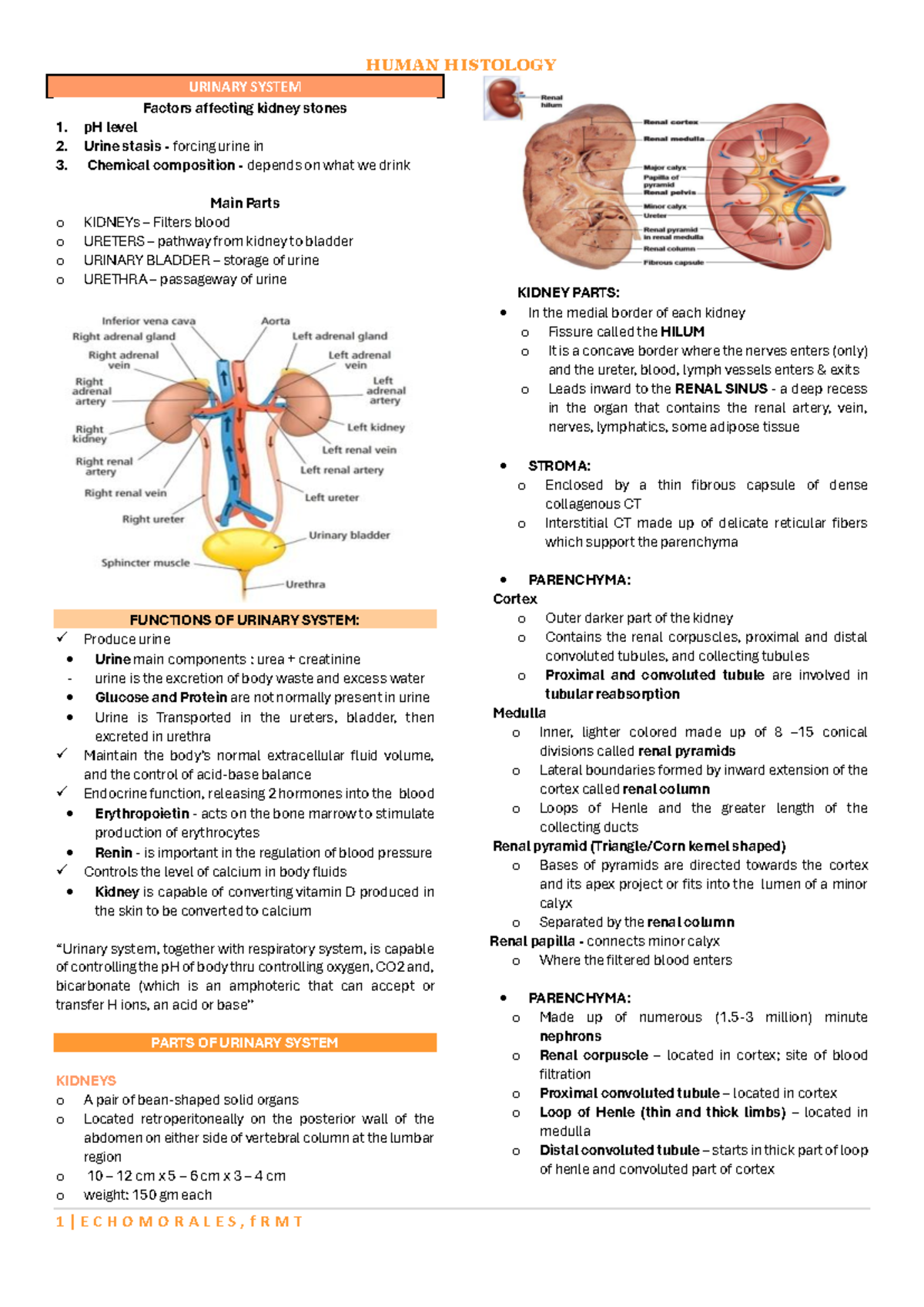 Urinary System - HHIS - URINARY SYSTEM Factors affecting kidney stones ...