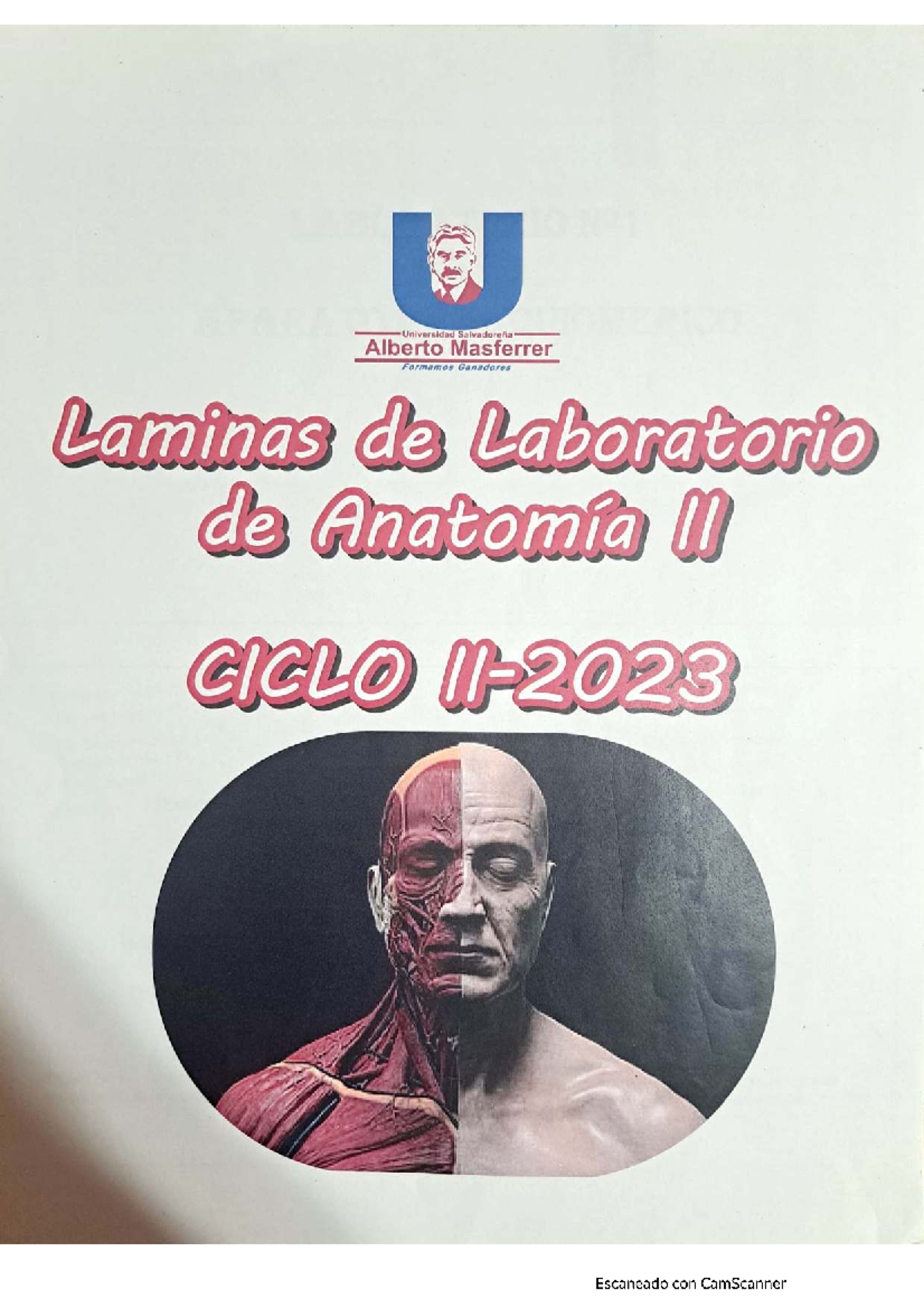 Laminas anatomia 2 ag ayudar - Universidad Salvadoreña Alberto ...
