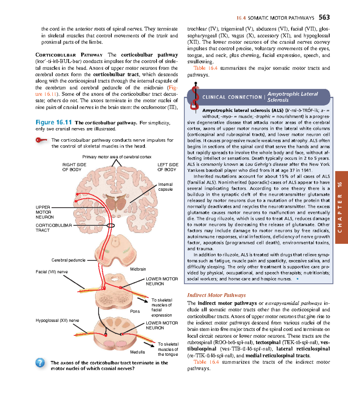 Anatomyand Physiology-199 - C H A P T E R 16 16 SOMATIC MOTOR PATHWAYS ...