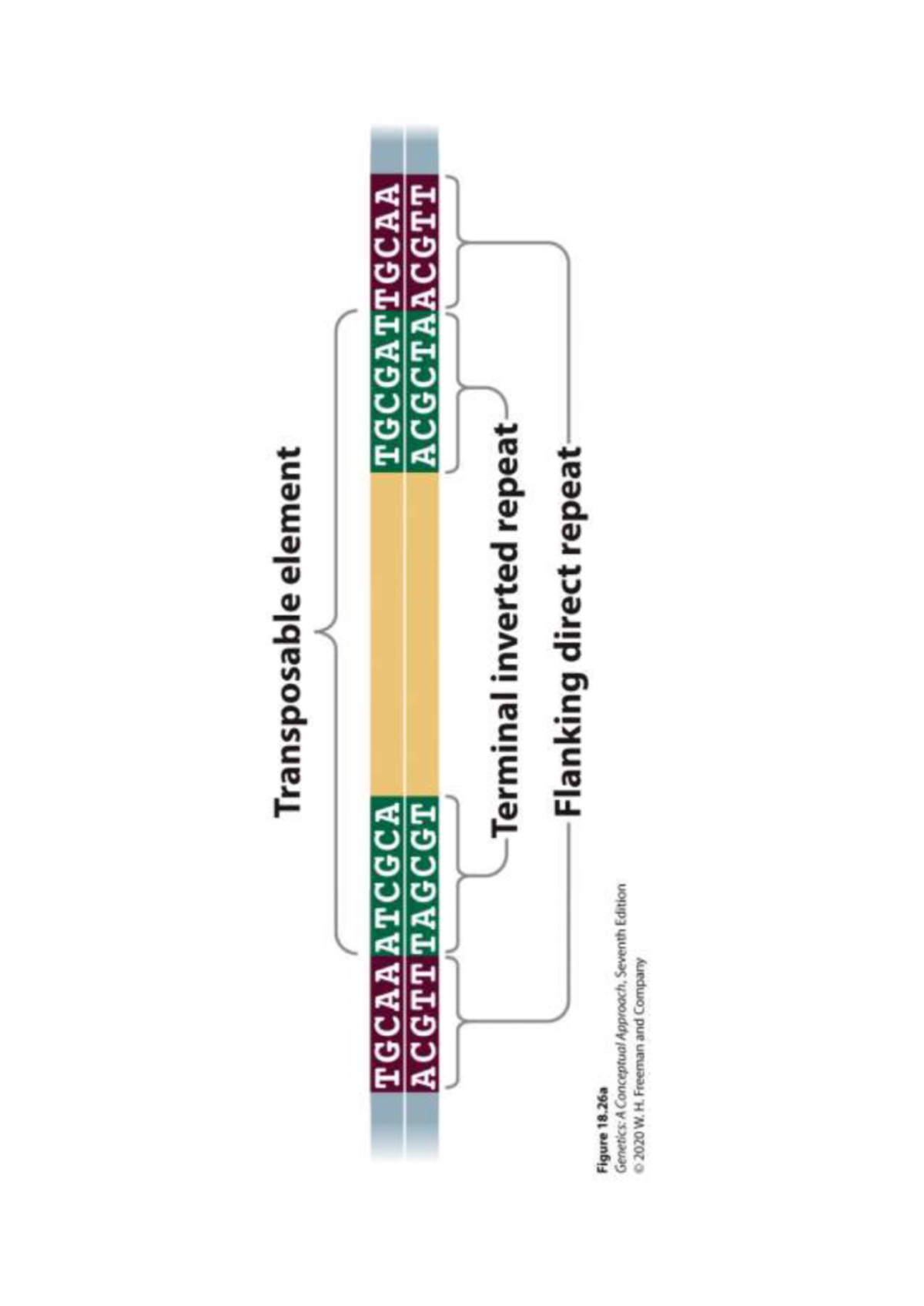 Transposable elements - Biology 2581B - H. Freeman and Company ...