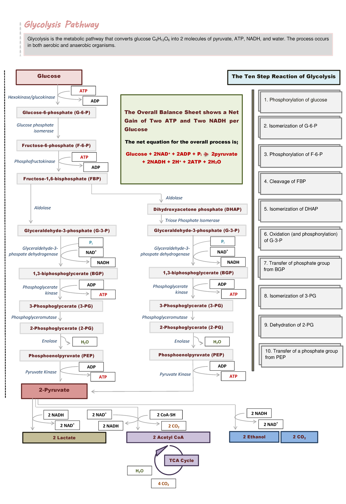 Glycolysis Pathway - Phosphofructokinase Hexokinase/glucokinase ...