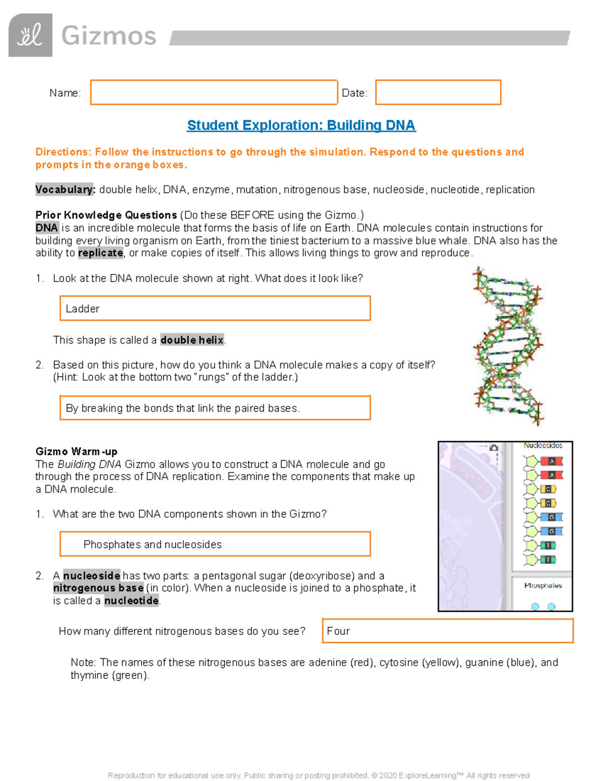 Building DNA Gizmo - Name: Date: Student Exploration: Building DNA ...