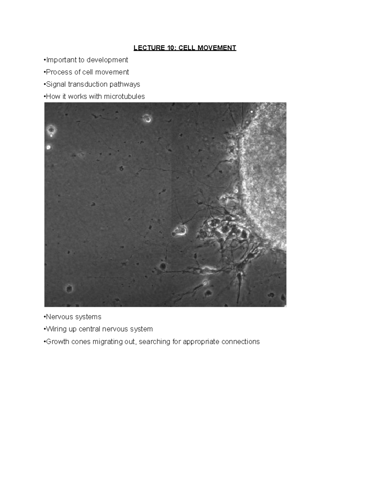 BIO 211 Lecture 10 Notes - LECTURE 10: CELL MOVEMENT •Important to ...