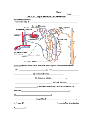 Chapter 3- Skeletal System Notes - Chapter 3: Skeletal System Grade 12 ...