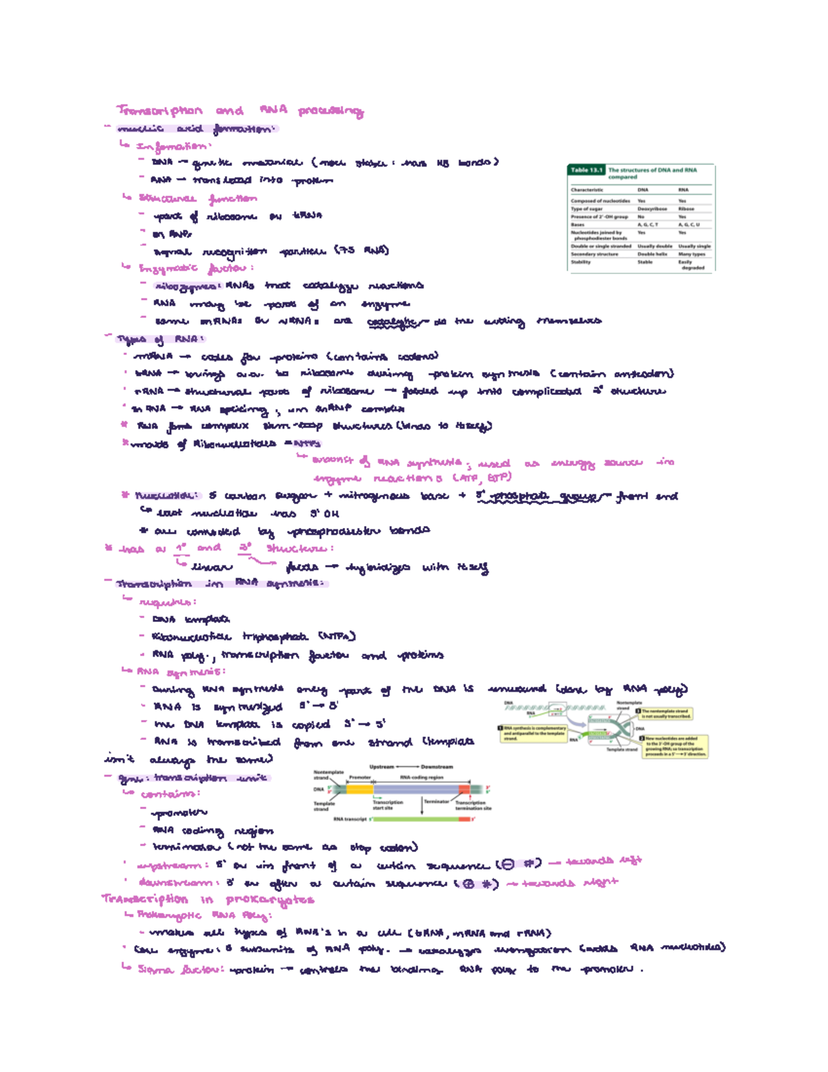 Transcription and RNA processing - ####### Transcription and RNA ...