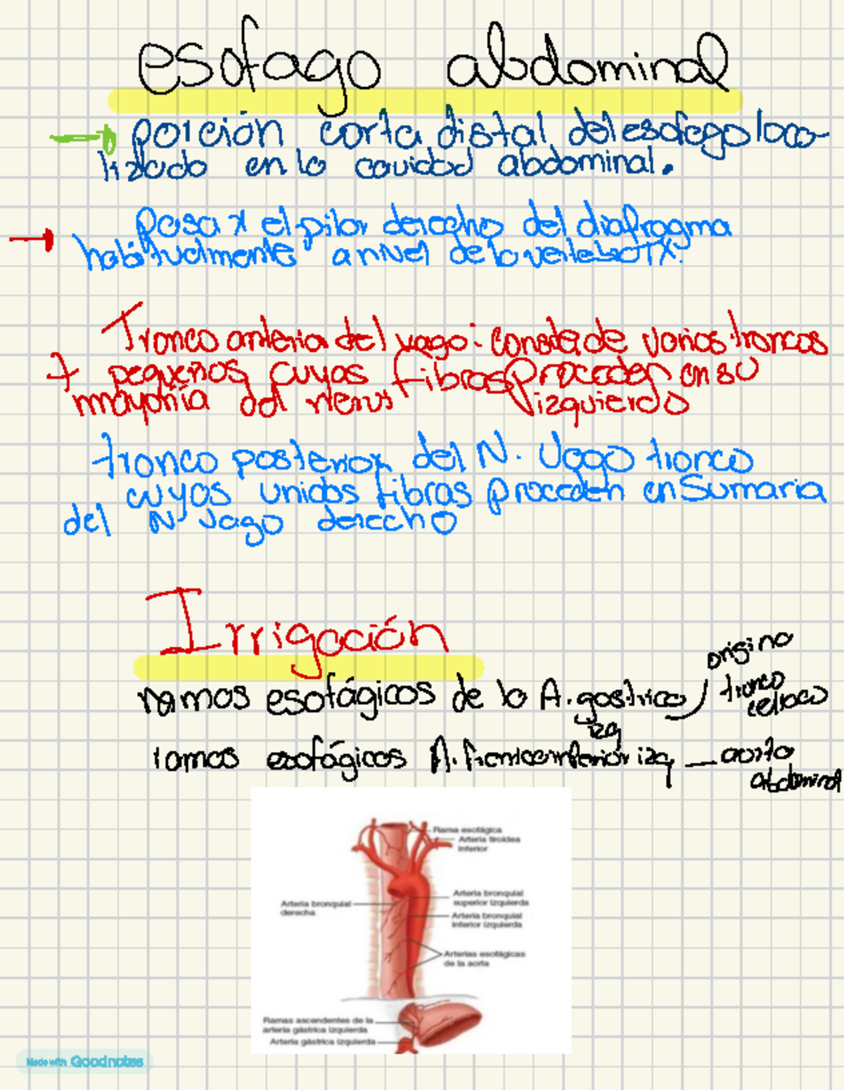 Esofago abdominal - Resumen Gray, Anatomía para estudiantes - esofago ...