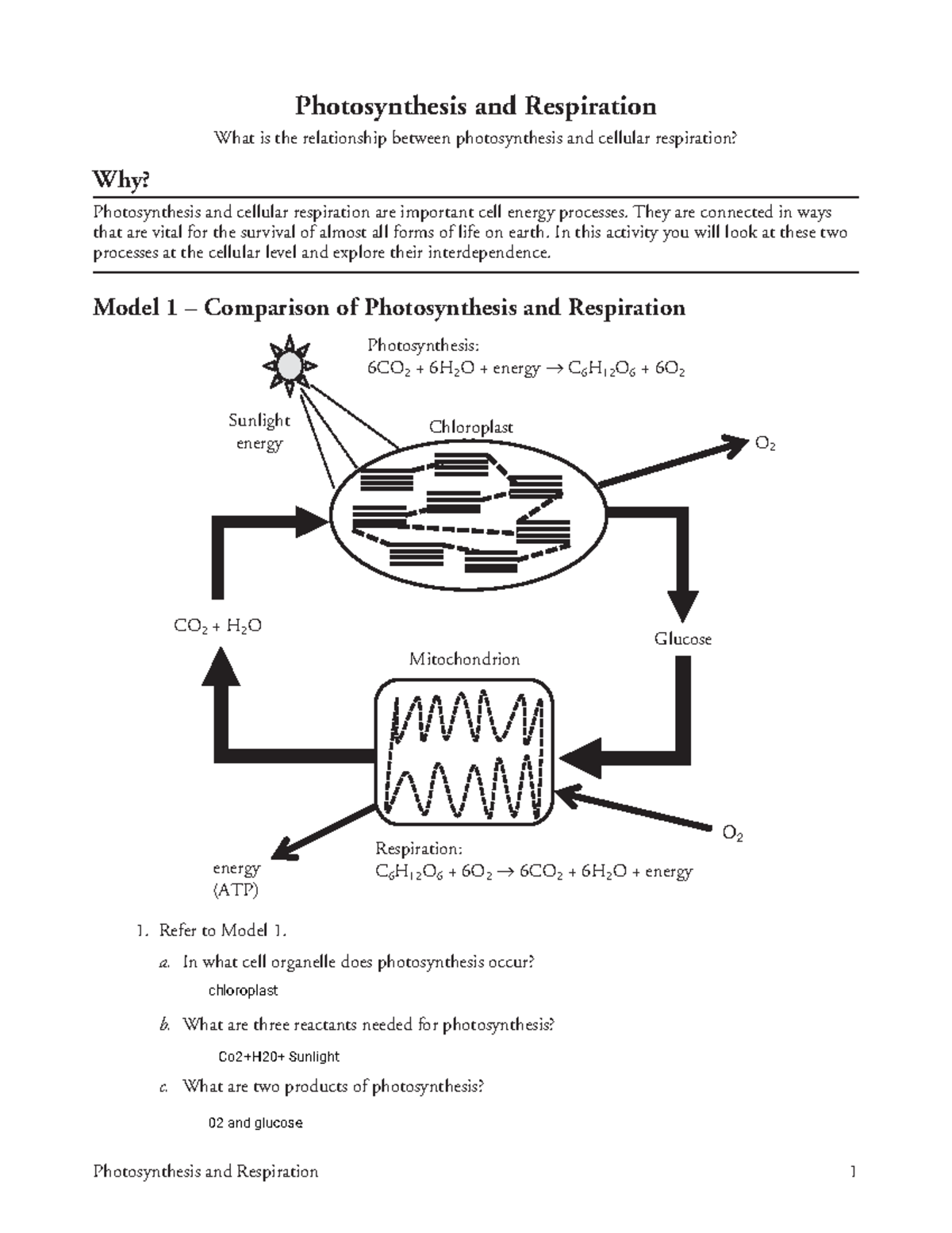 14 Photosynthesis and Respiration-modified - Photosynthesis and ...
