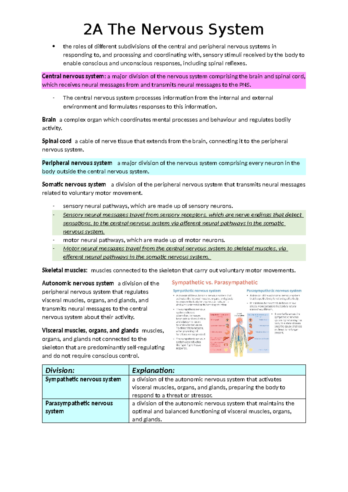 2A The Nervous System - study notes - 2A The Nervous System the roles ...