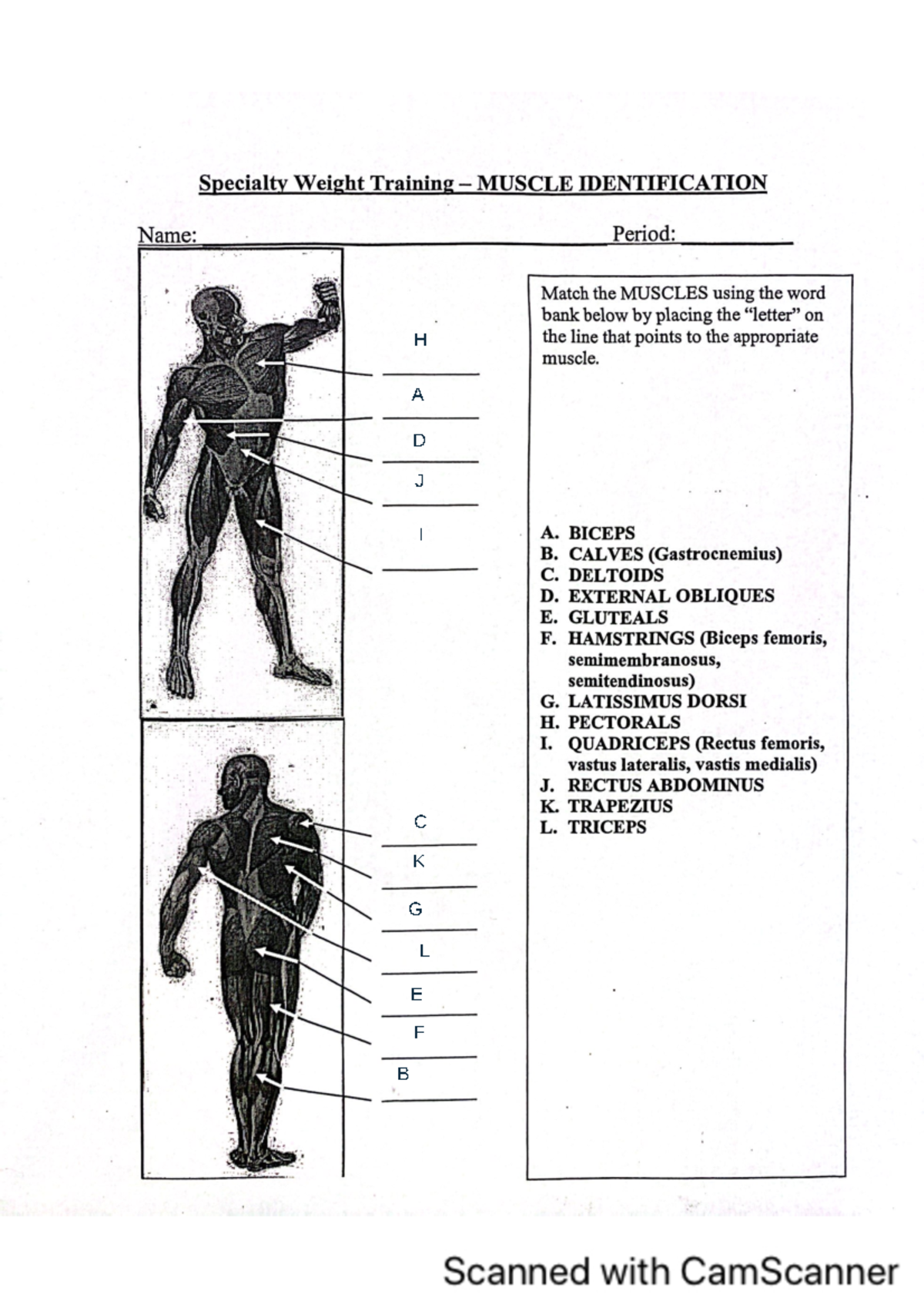 Muscle Identification Chart - Specialty Weight Training MUSCLE ...