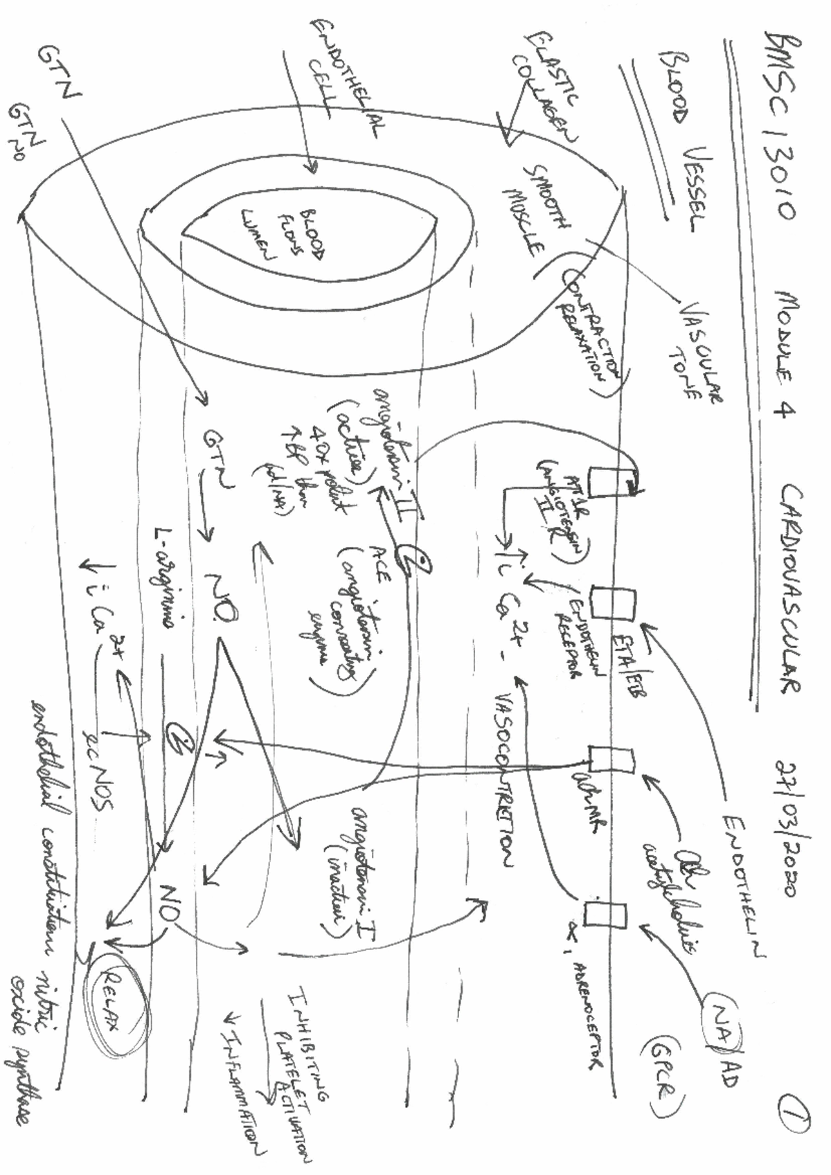 Module 4 drawings - idk - BMSC13010 - Studocu