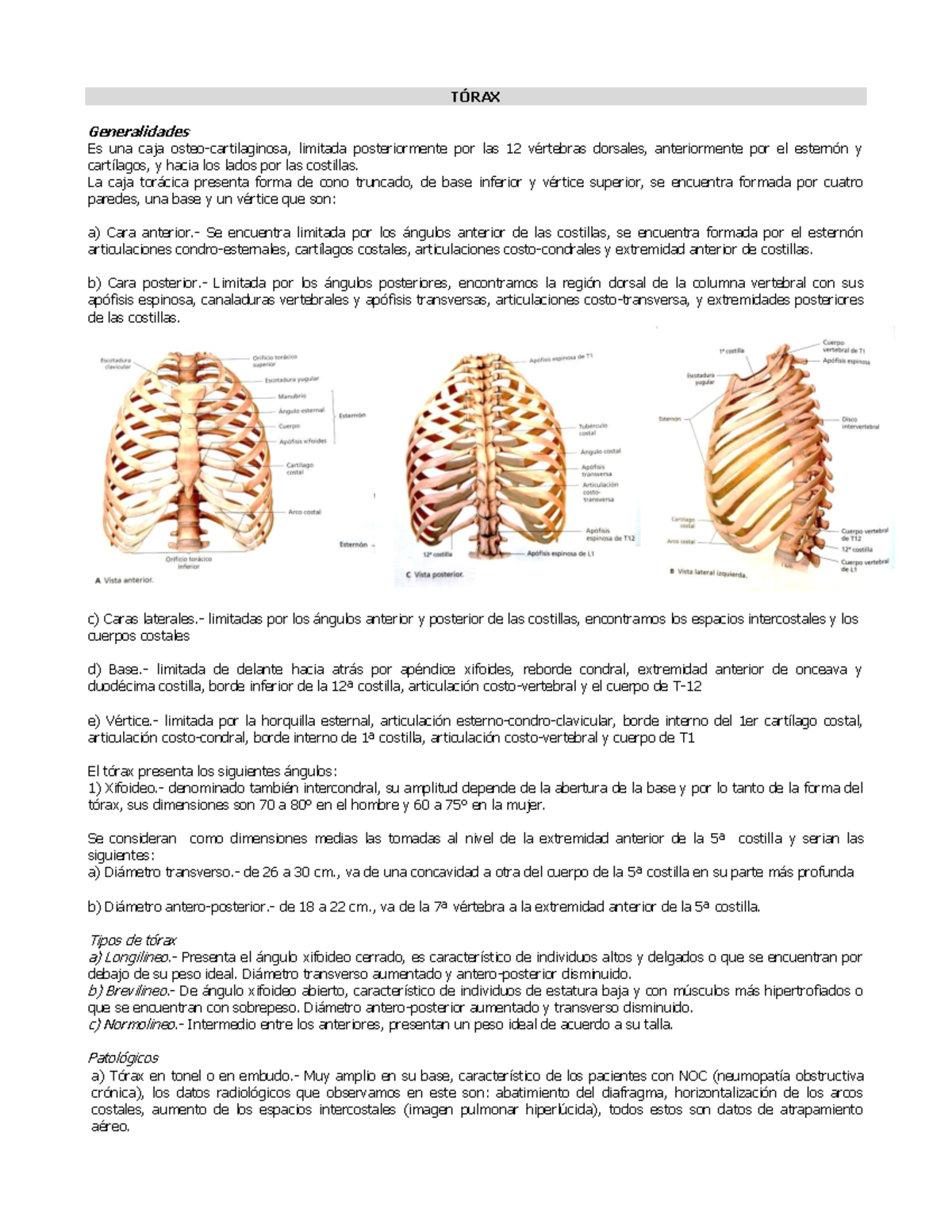 Tórax 2023 - Torax - TÓRAX Generalidades Es una caja osteo ...