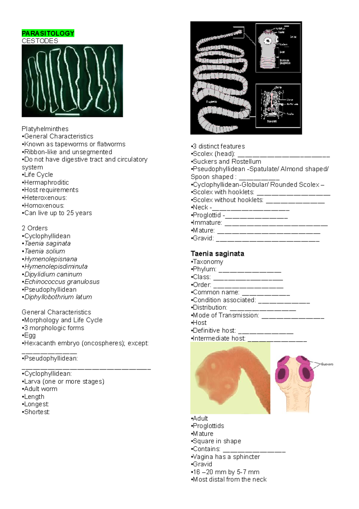 Cestodes 1 - Lecture notes 1 - PARASITOLOGY CESTODES Platyhelminthes ...