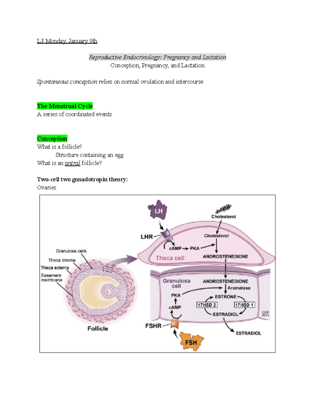 Reproductive Endocrinology L3 Unit Summary L3 Monday January 9th