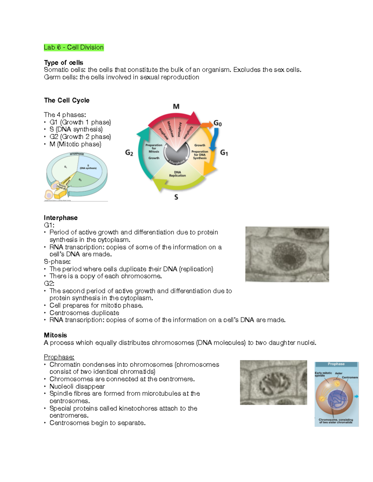BIO 1 Lab Exam 2 Notes - Lab 6 - Cell Division Type of cells Somatic ...