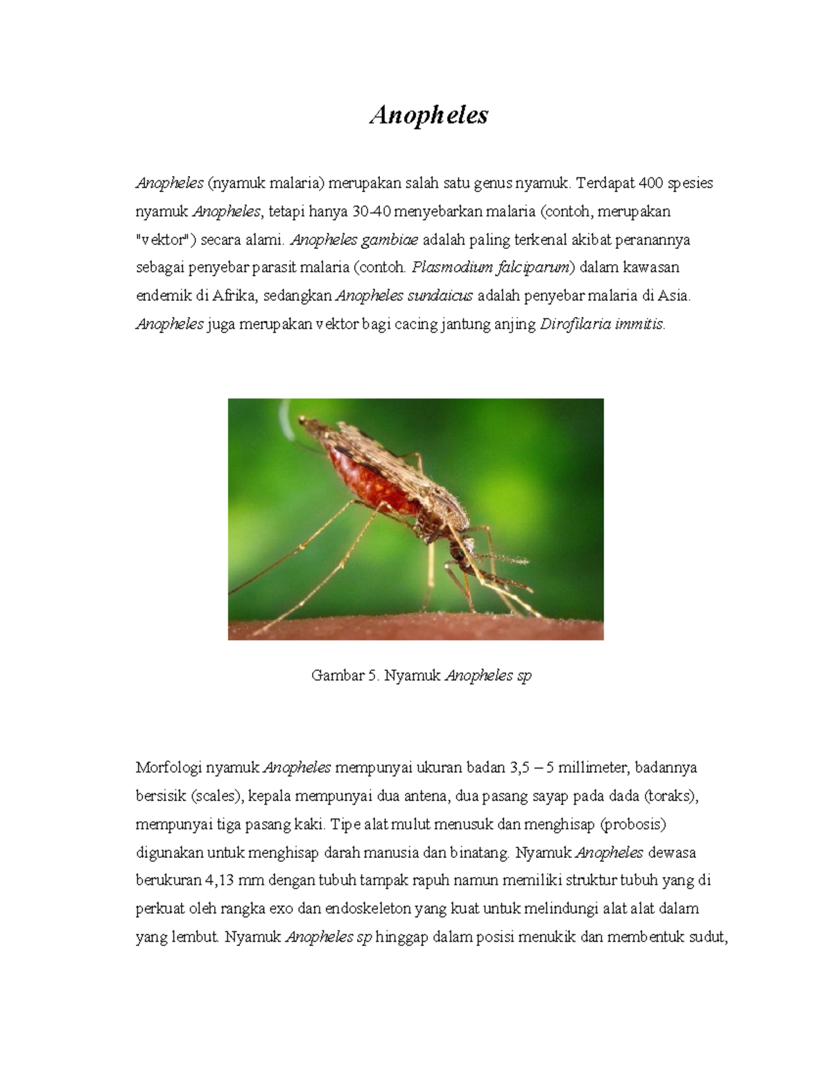 Anopheles - Anopheles Anopheles (nyamuk malaria) merupakan salah satu ...
