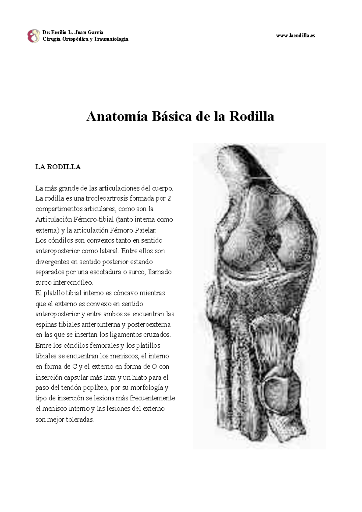 Rodilla. Anatomía - Cirugía Ortopédica y Traumatología larodilla ...