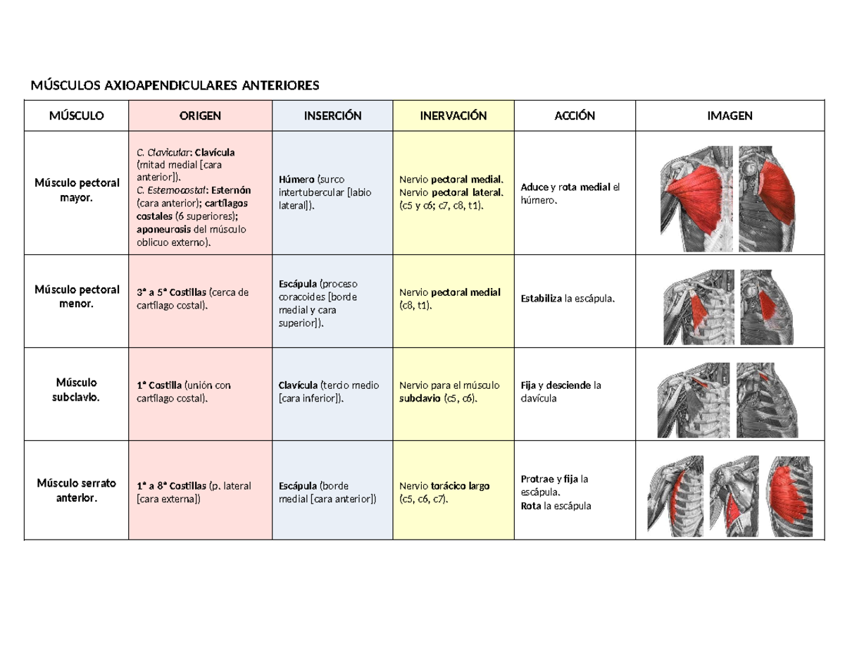 Cuadro musculos miembro superior - MÚSCULOS AXIOAPENDICULARES ...