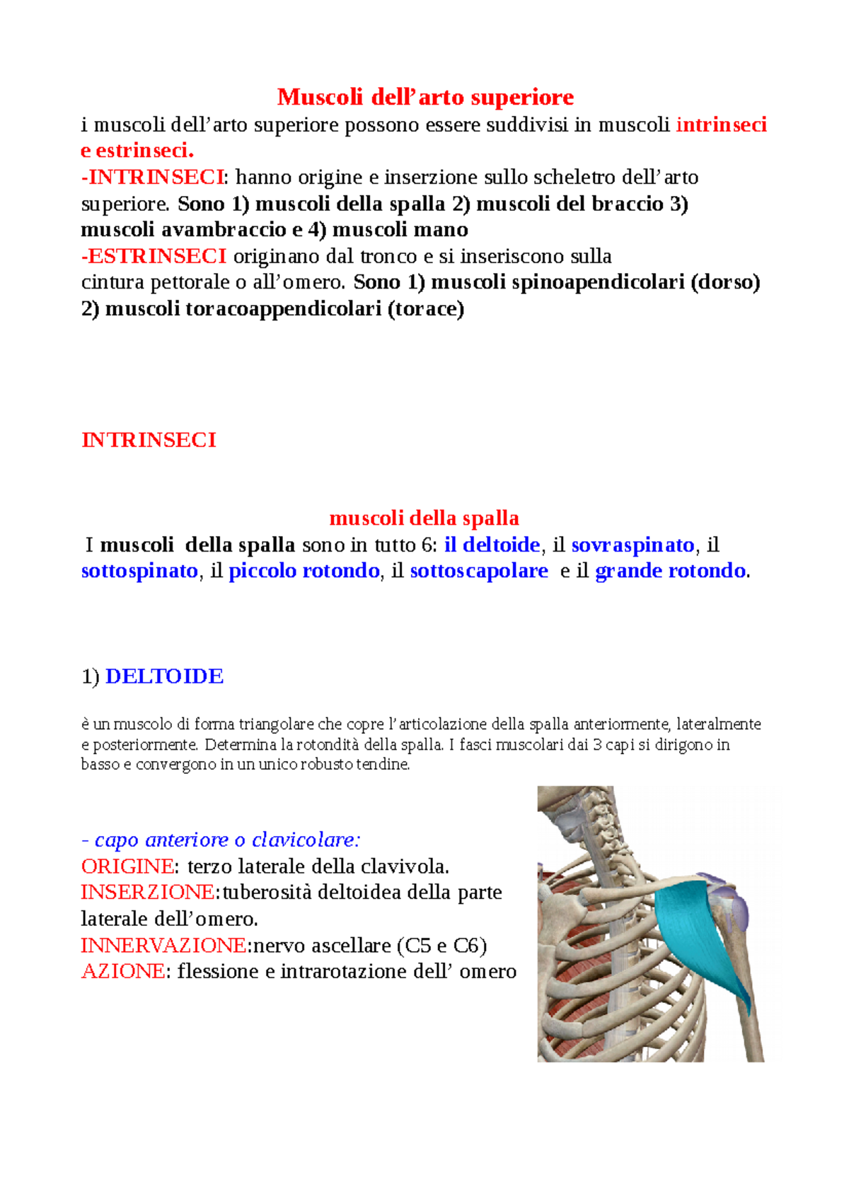 anatomia muscoli del braccio- origine inserzione e funzione - Muscoli ...