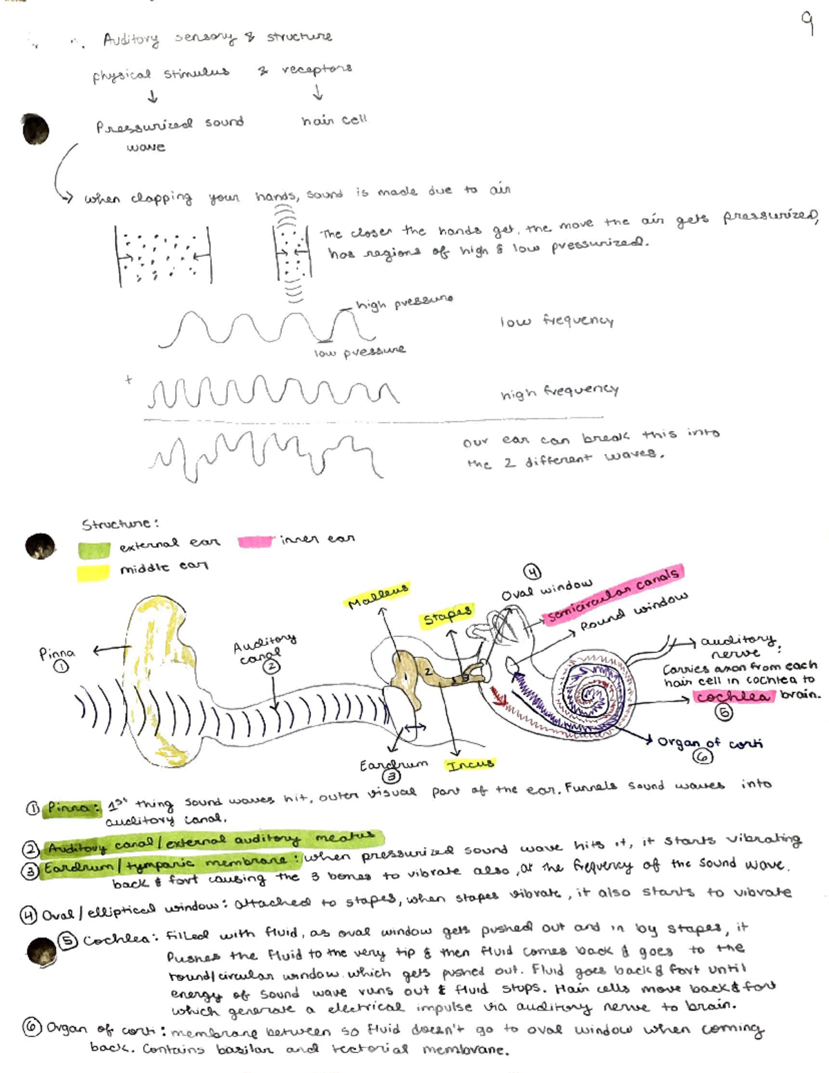 Auditory - PSYCH 111 - Studocu