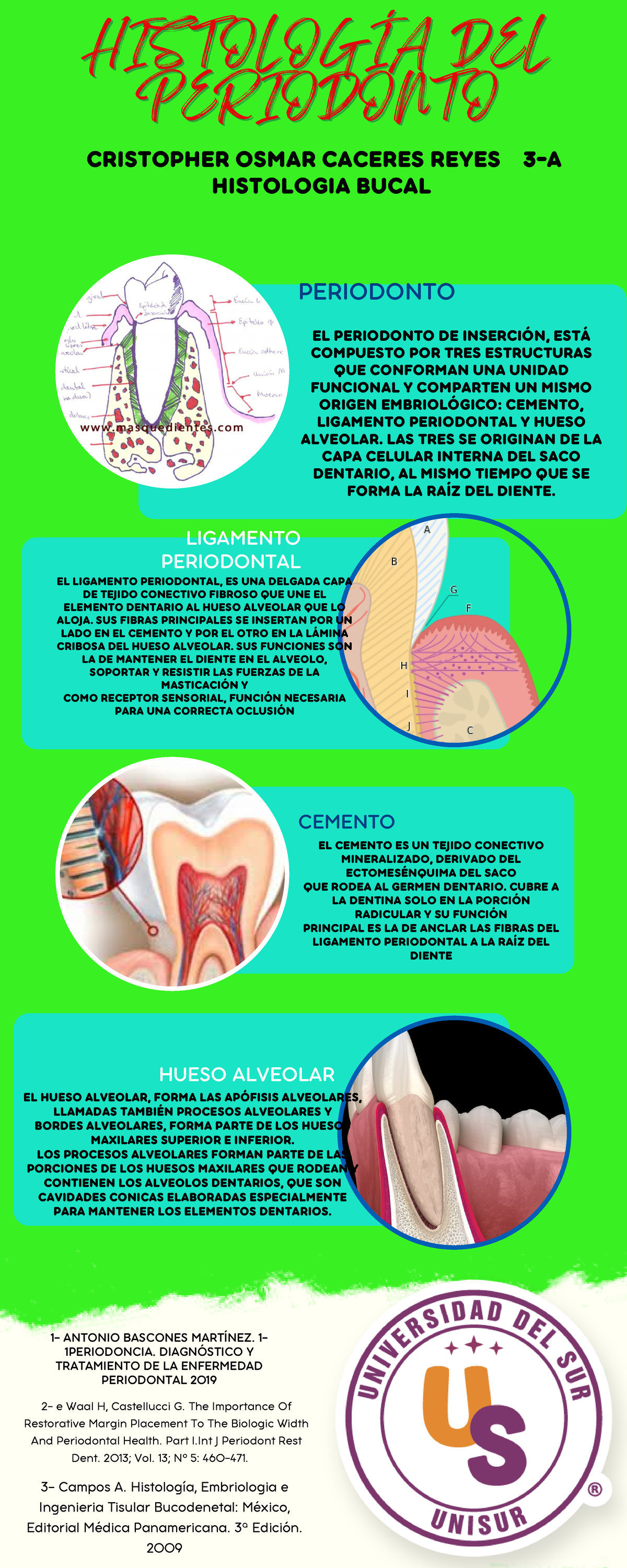 Histología DEL Periodonto - PERIODONTO LIGAMENTO PERIODONTAL CEMENTO ...