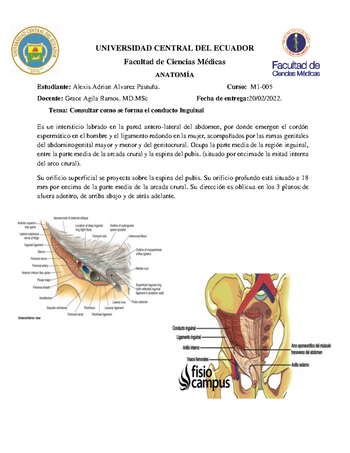 Como se forma el conducto inguinal - UNIVERSIDAD CENTRAL DEL ECUADOR ...