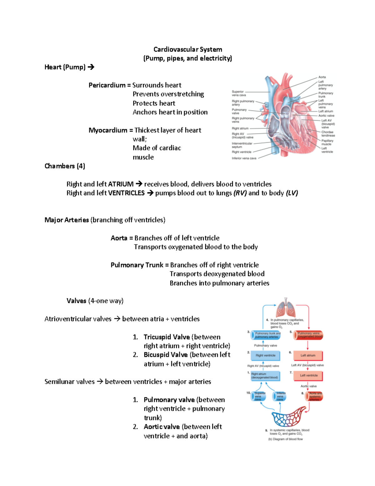 Cardiovascular System Notes - Cardiovascular System (Pump, pipes, and ...